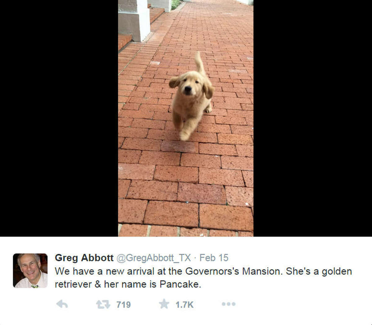 Greg Abbott adopts adorable golden retriever puppy named 'Pancake'