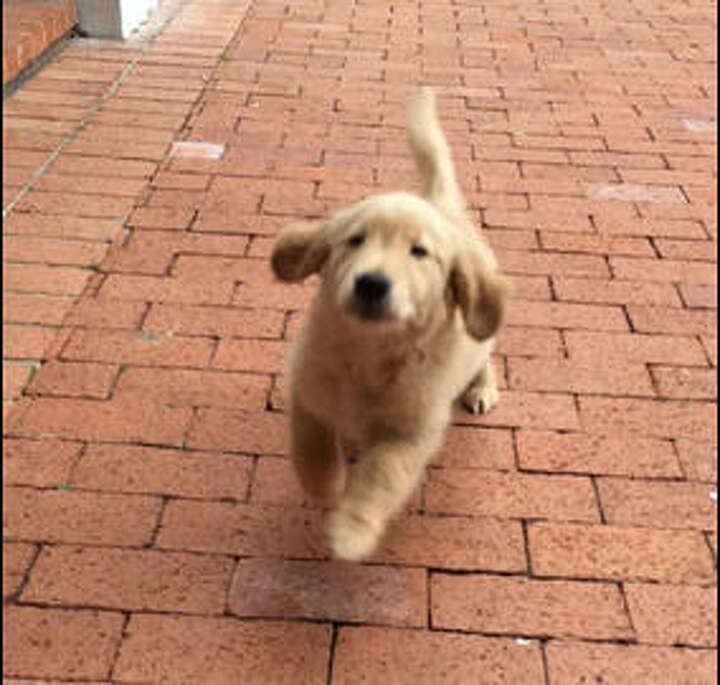 Greg Abbott adopts adorable golden retriever puppy named 'Pancake'
