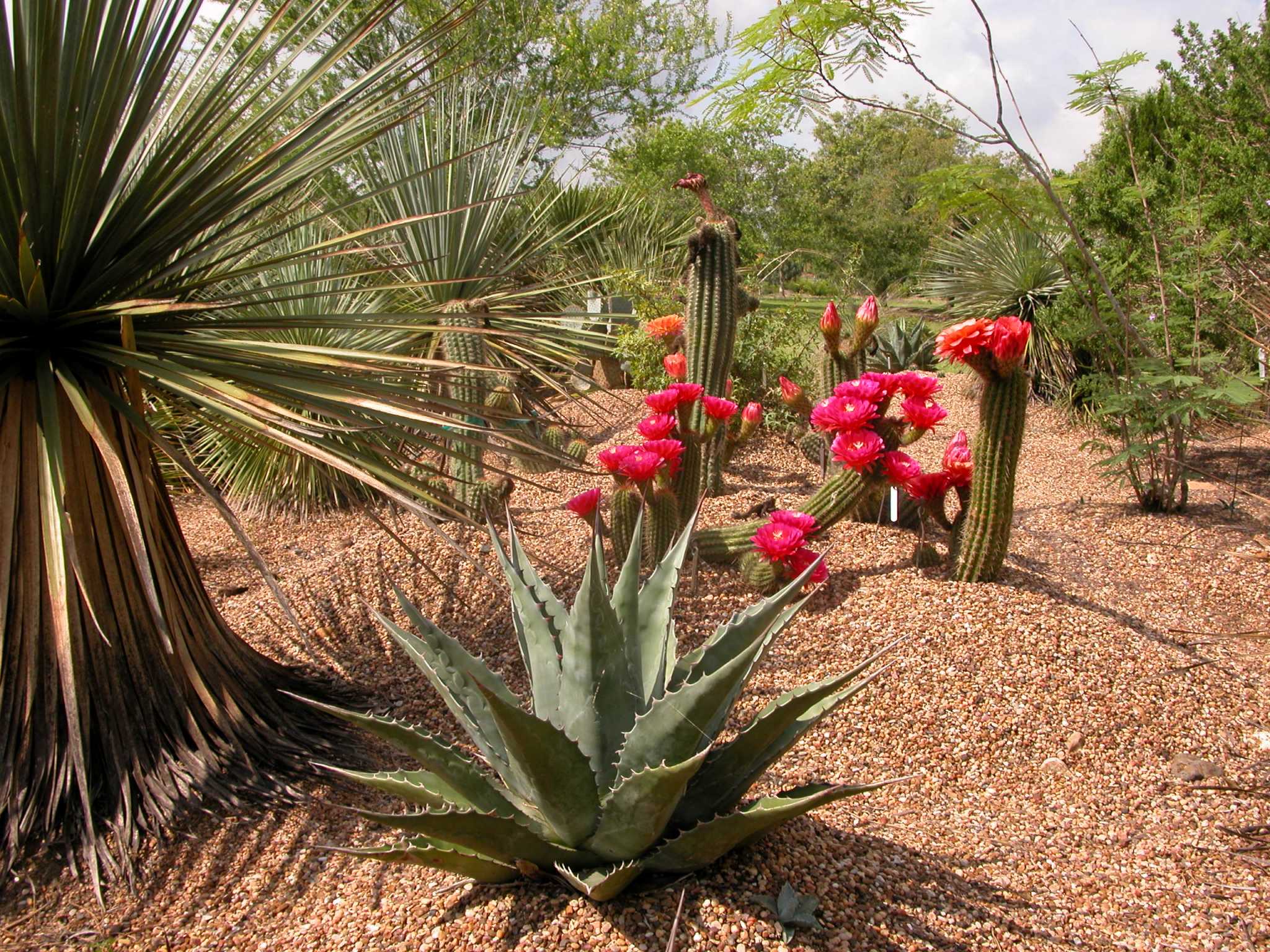 Peckerwood Garden created with the eye of an artist