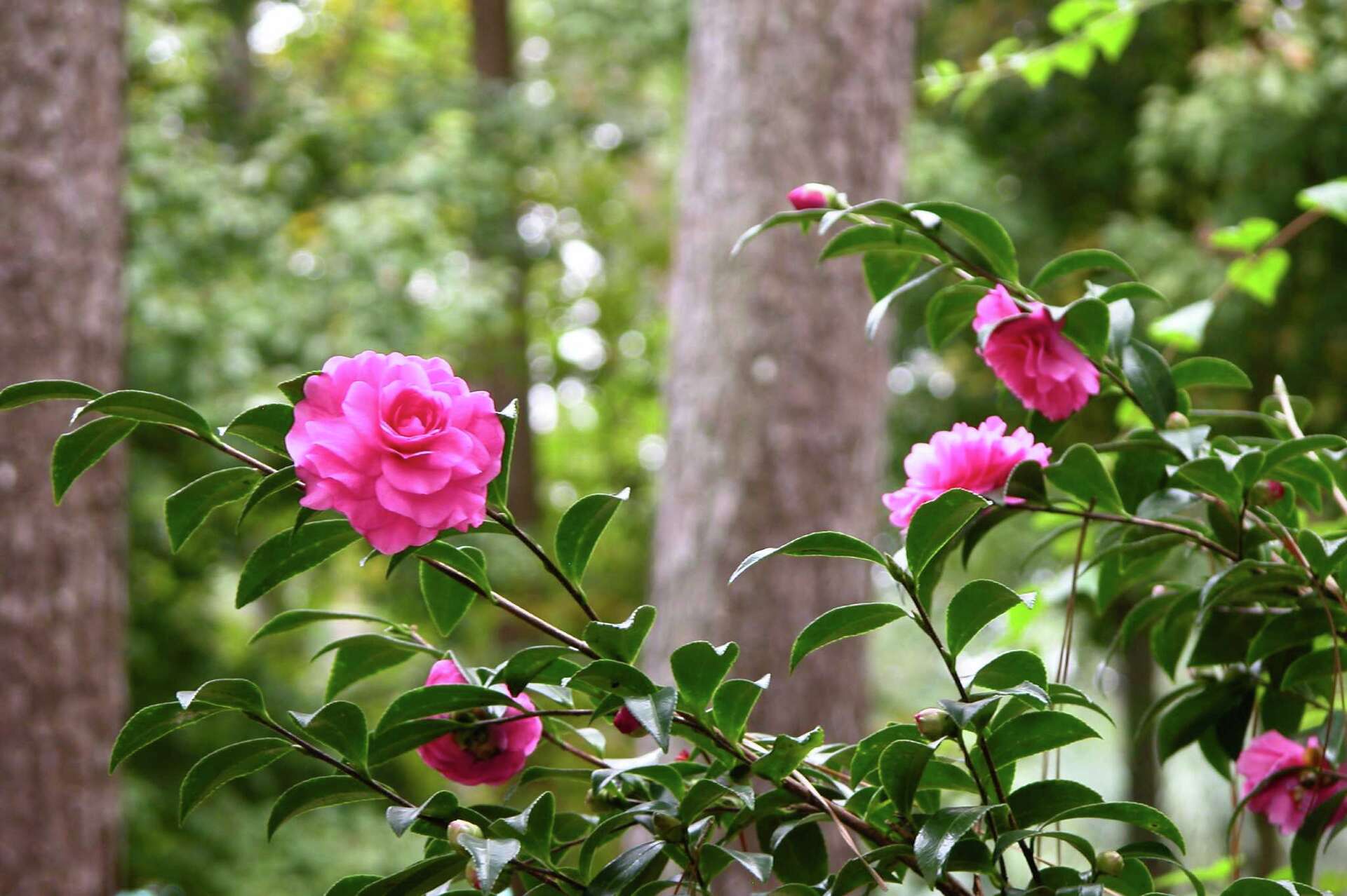 Peckerwood Garden created with the eye of an artist
