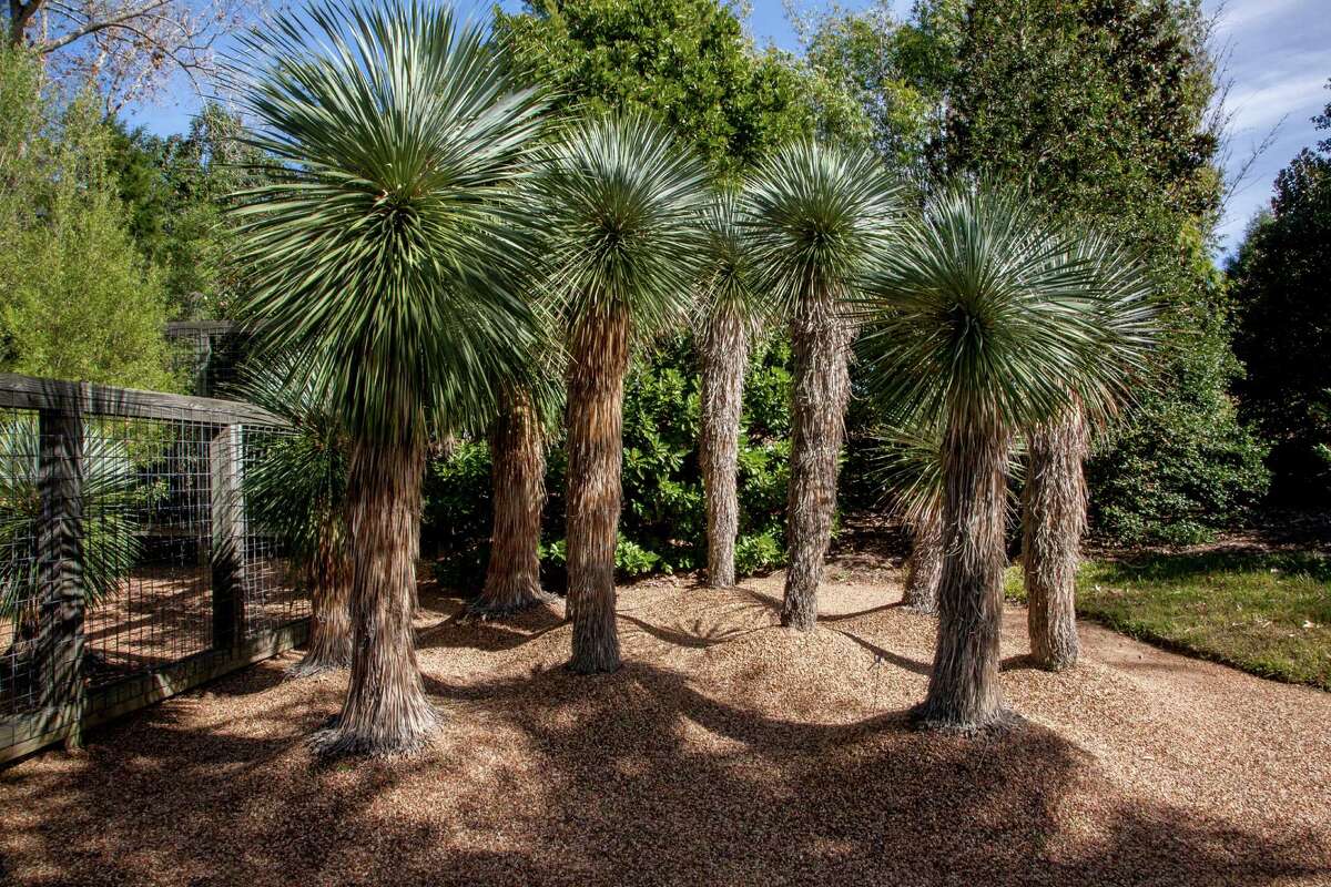 Peckerwood Garden created with the eye of an artist