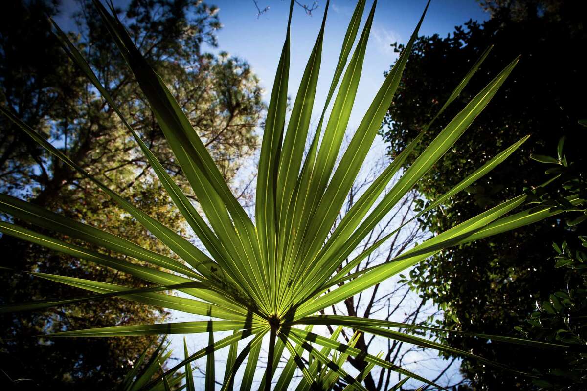 Peckerwood Garden full of surprises
