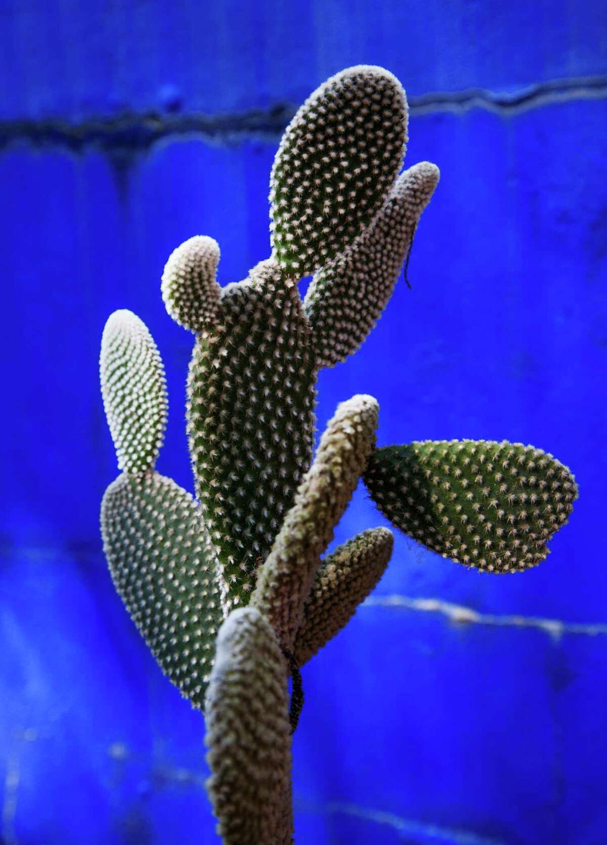 Peckerwood Garden full of surprises