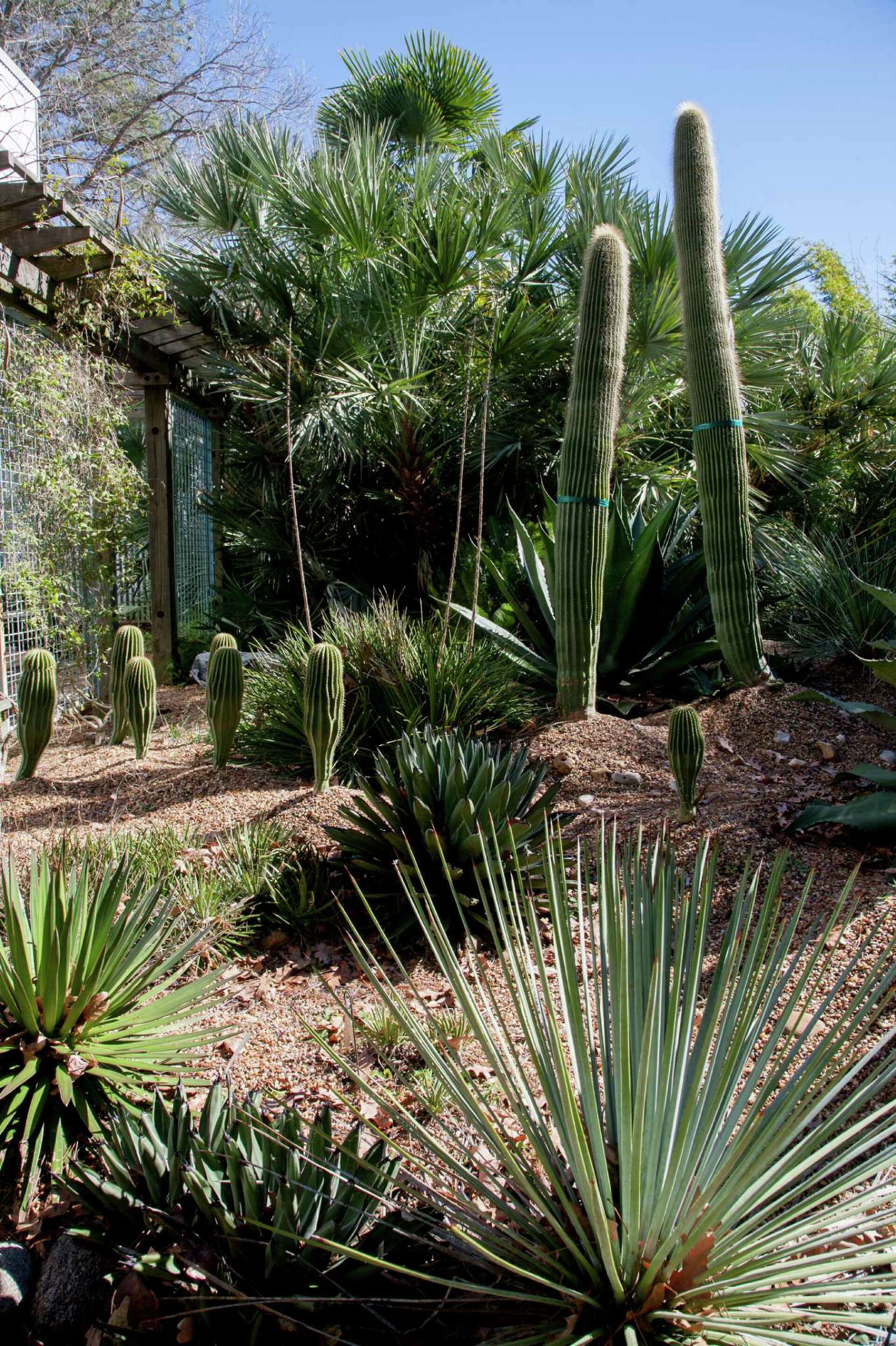 Peckerwood Garden full of surprises