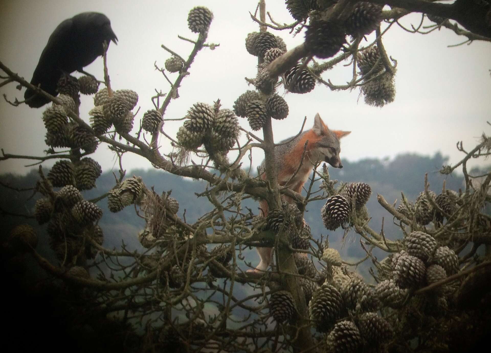 Rare gray fox sighting in San Francisco’s Presidio