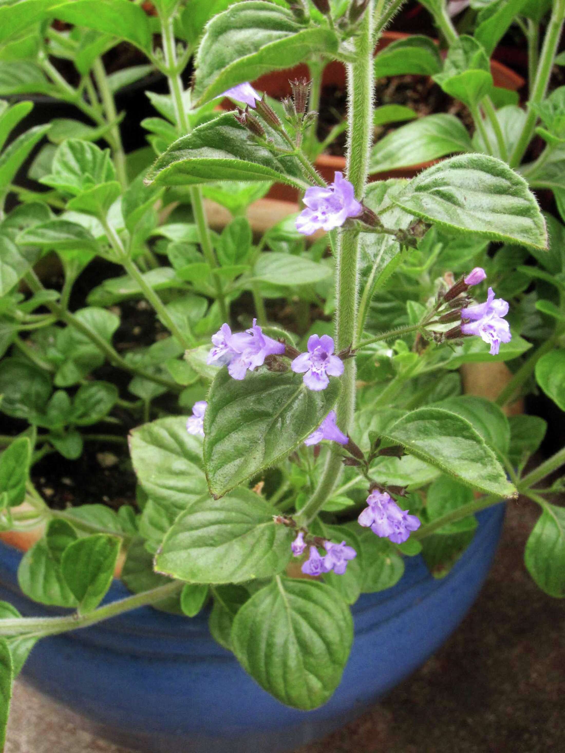 Nepitella: Must-try herb for Italian cooking