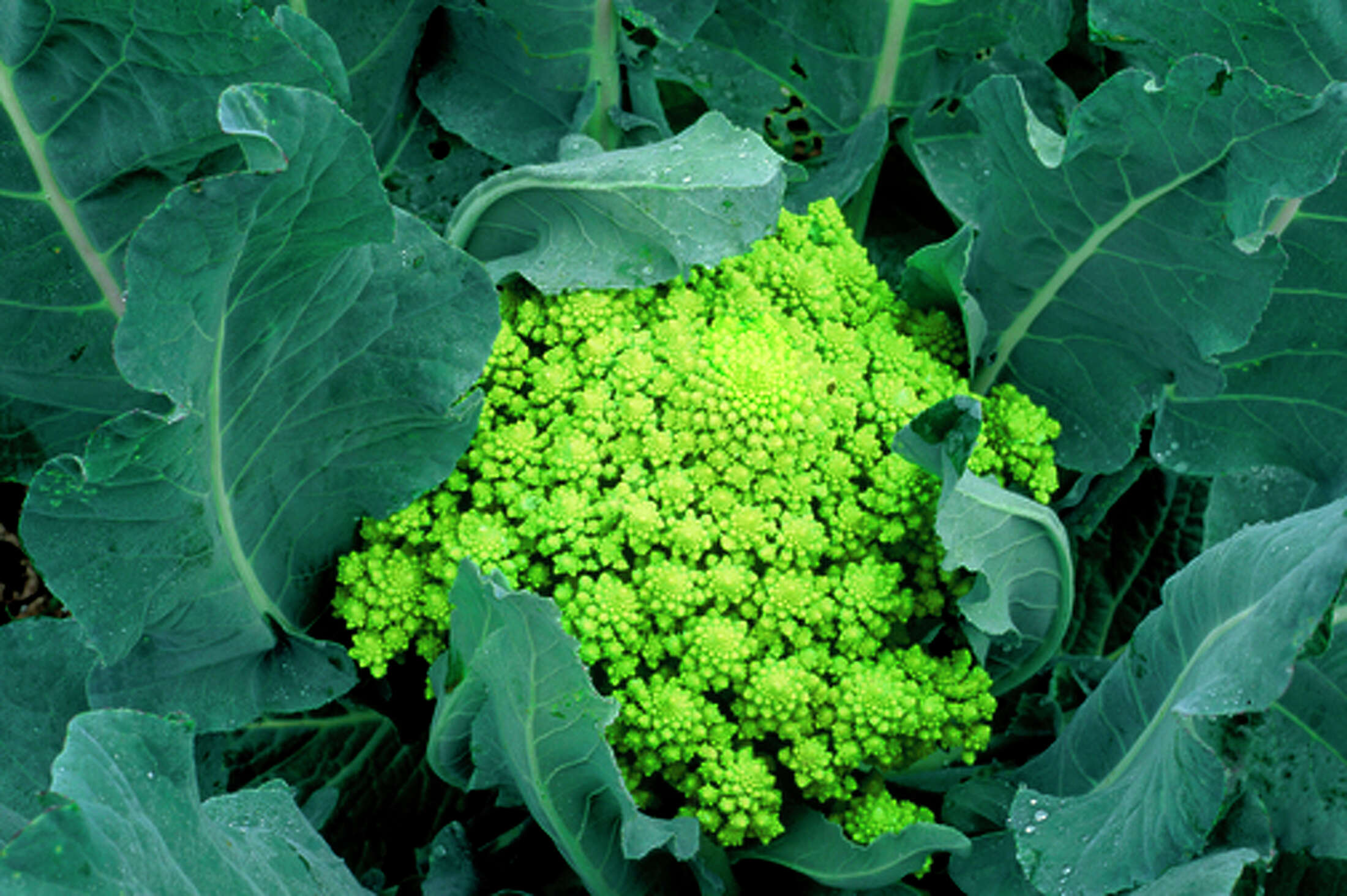 Nepitella: Must-try herb for Italian cooking