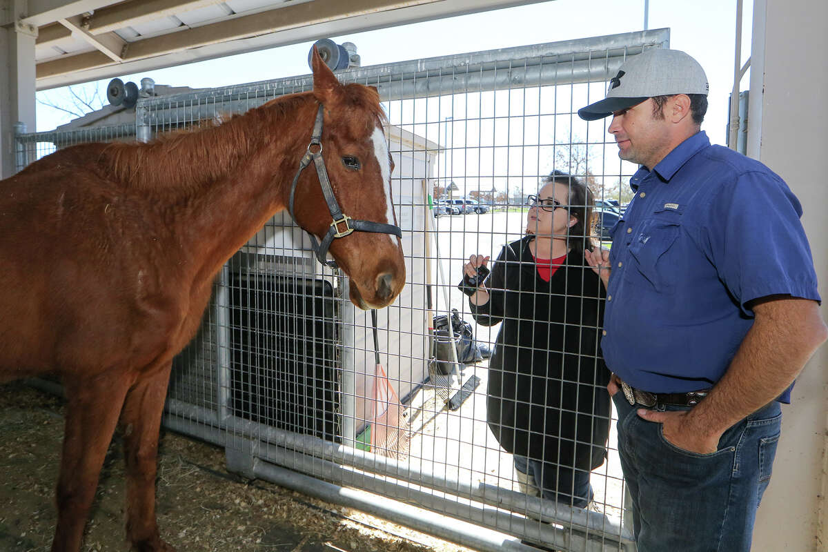 Descendant of Secretariat found loose in West Side field