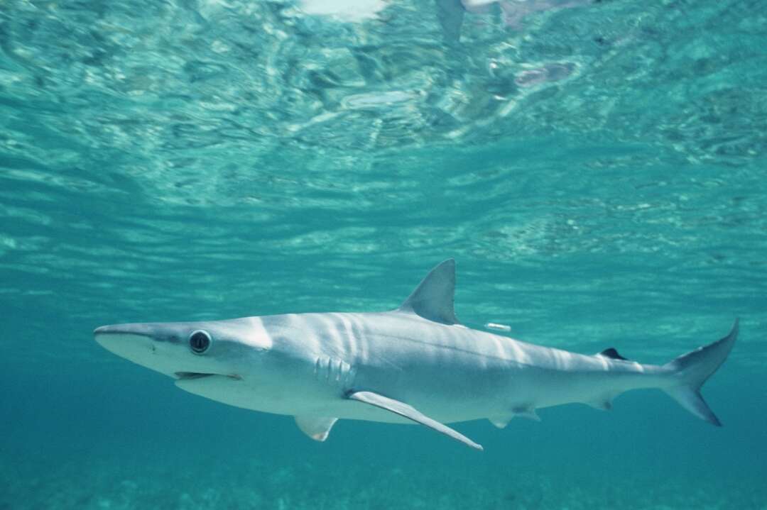 Extremely rare 'pocket shark' found in the Gulf of Mexico