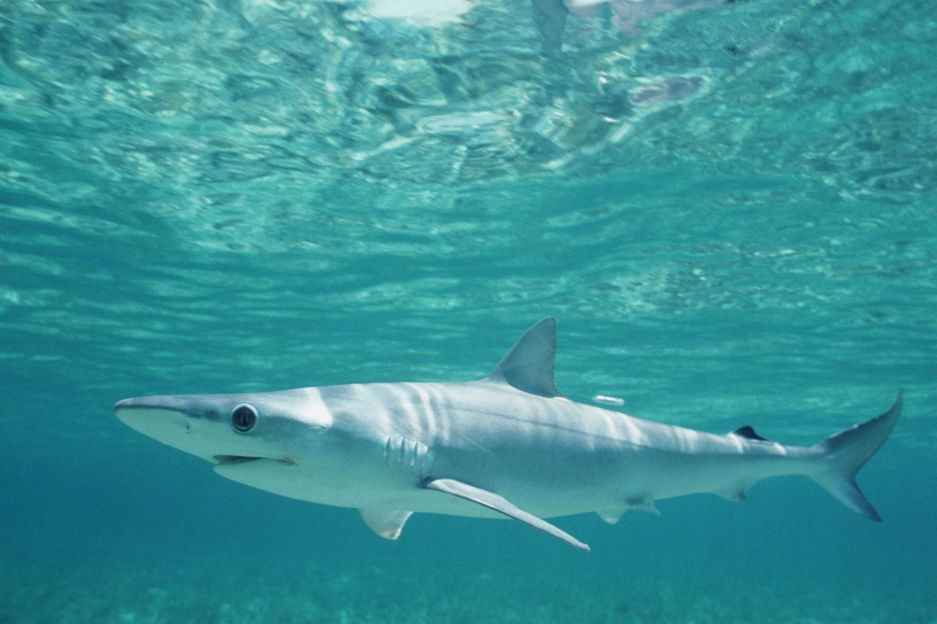 sharpnose shark florida
