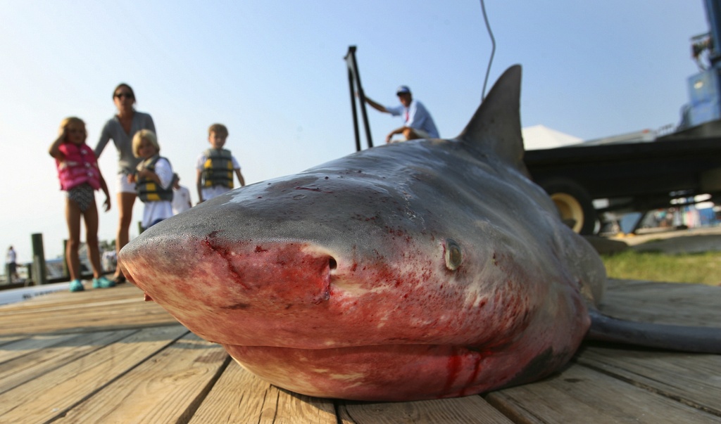 Shark Attack Survivors Debbie Salamone