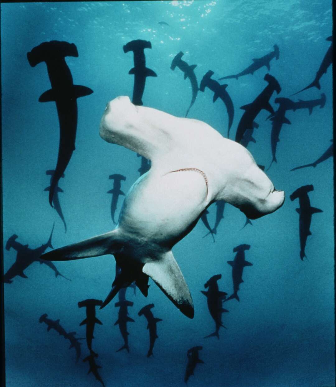 Extremely rare 'pocket shark' found in the Gulf of Mexico