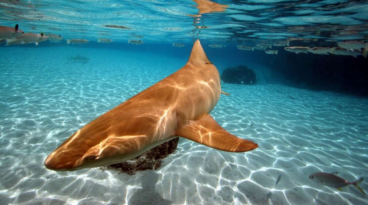 Extremely rare 'pocket shark' found in the Gulf of Mexico