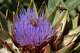 Nepitella: Must-try herb for Italian cooking