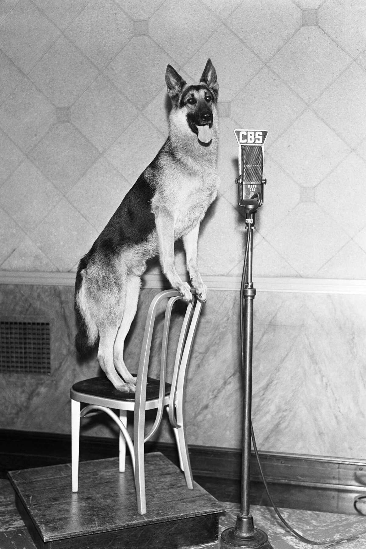 Texas Woman Claims She Owns Rin Tin Tin s Bloodlines