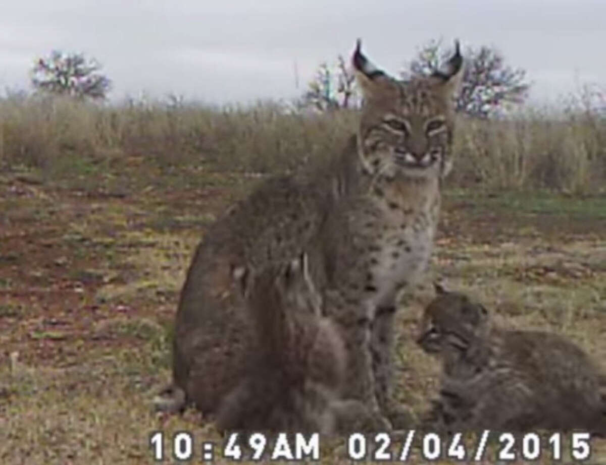 Trail cam turns Texas bobcats into Facebook stars