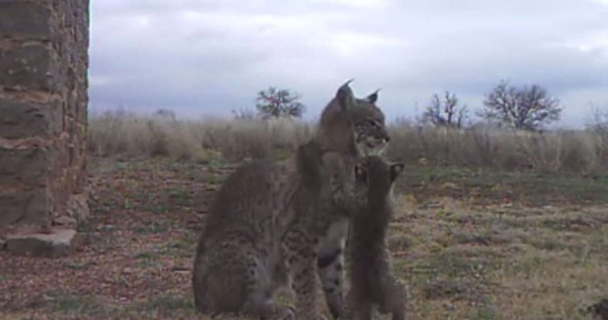 Trail cam turns Texas bobcats into Facebook stars
