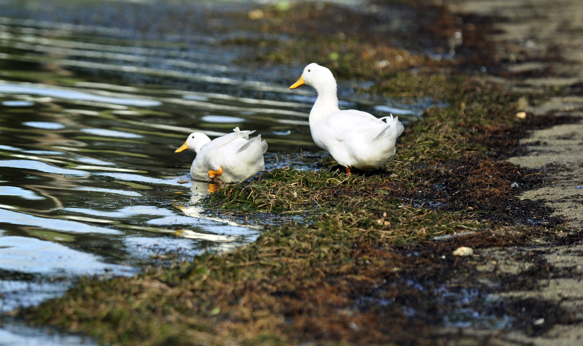 Weed-eating carp coming to Candlewood Lake