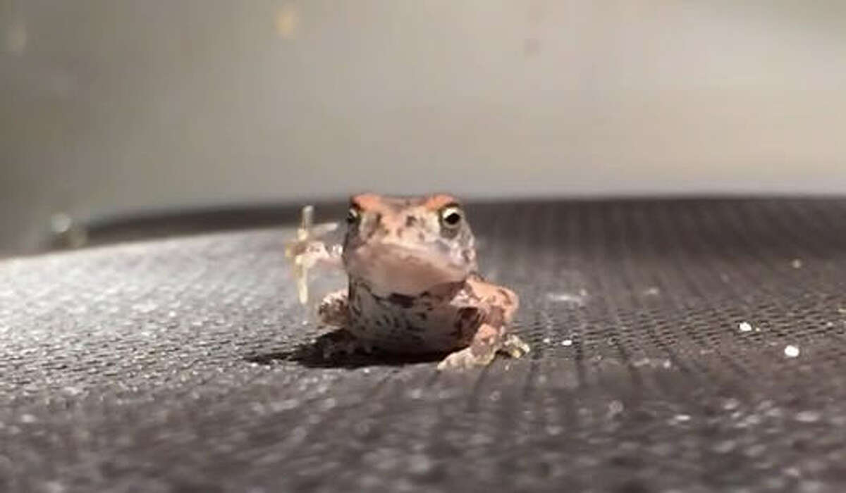 Houston Zoo toad eats cricket in super slow-motion video