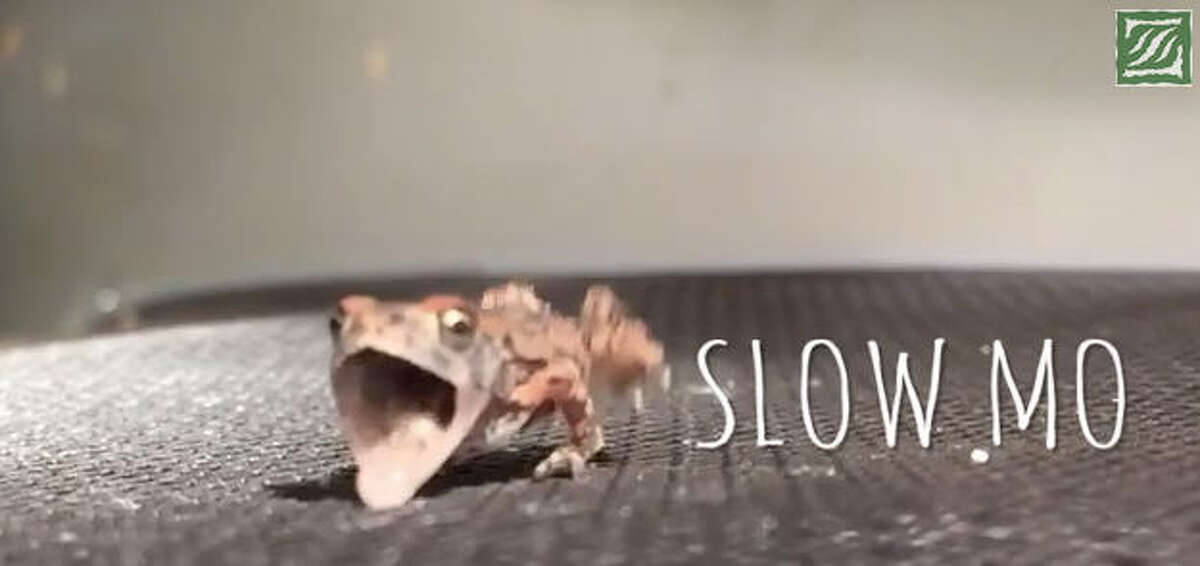 Houston Zoo toad eats cricket in super slow-motion video