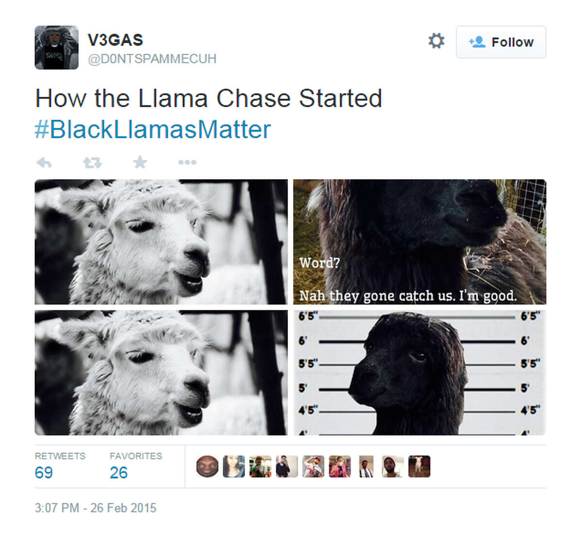 Runaway llamas briefly distract the entire Internet
