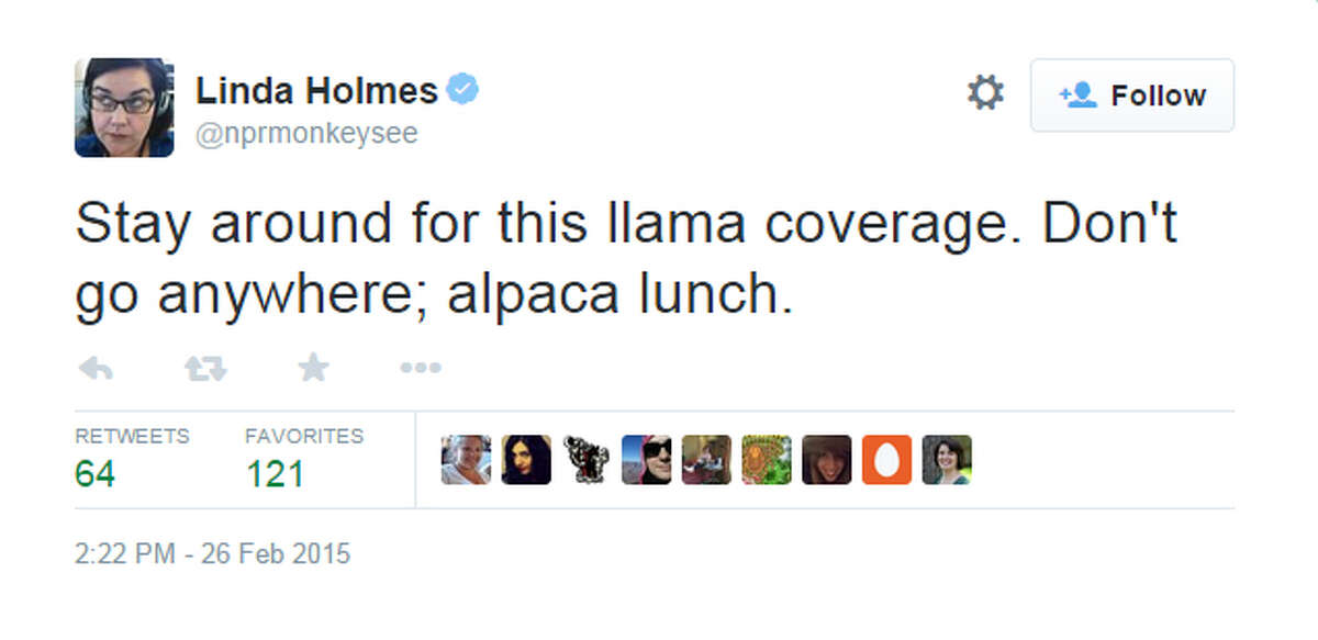 Runaway llamas briefly distract the entire Internet