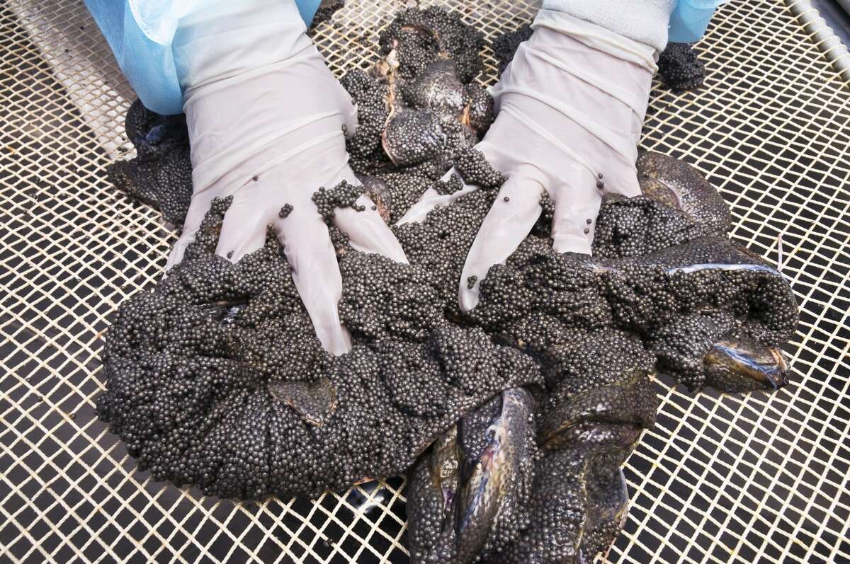 Local restaurants serving horse meat?