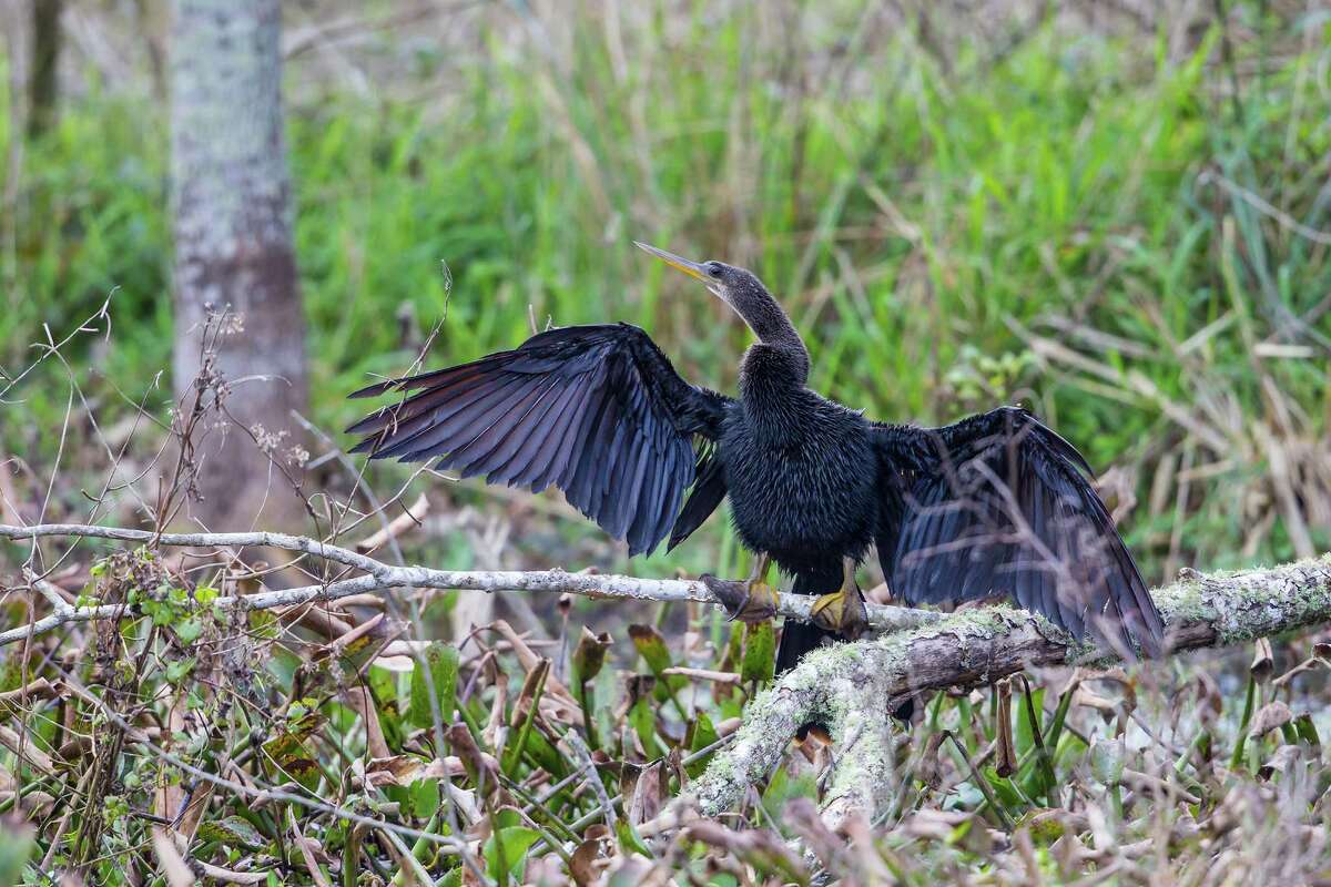 Wildlife on display at Brazos Bend State Park