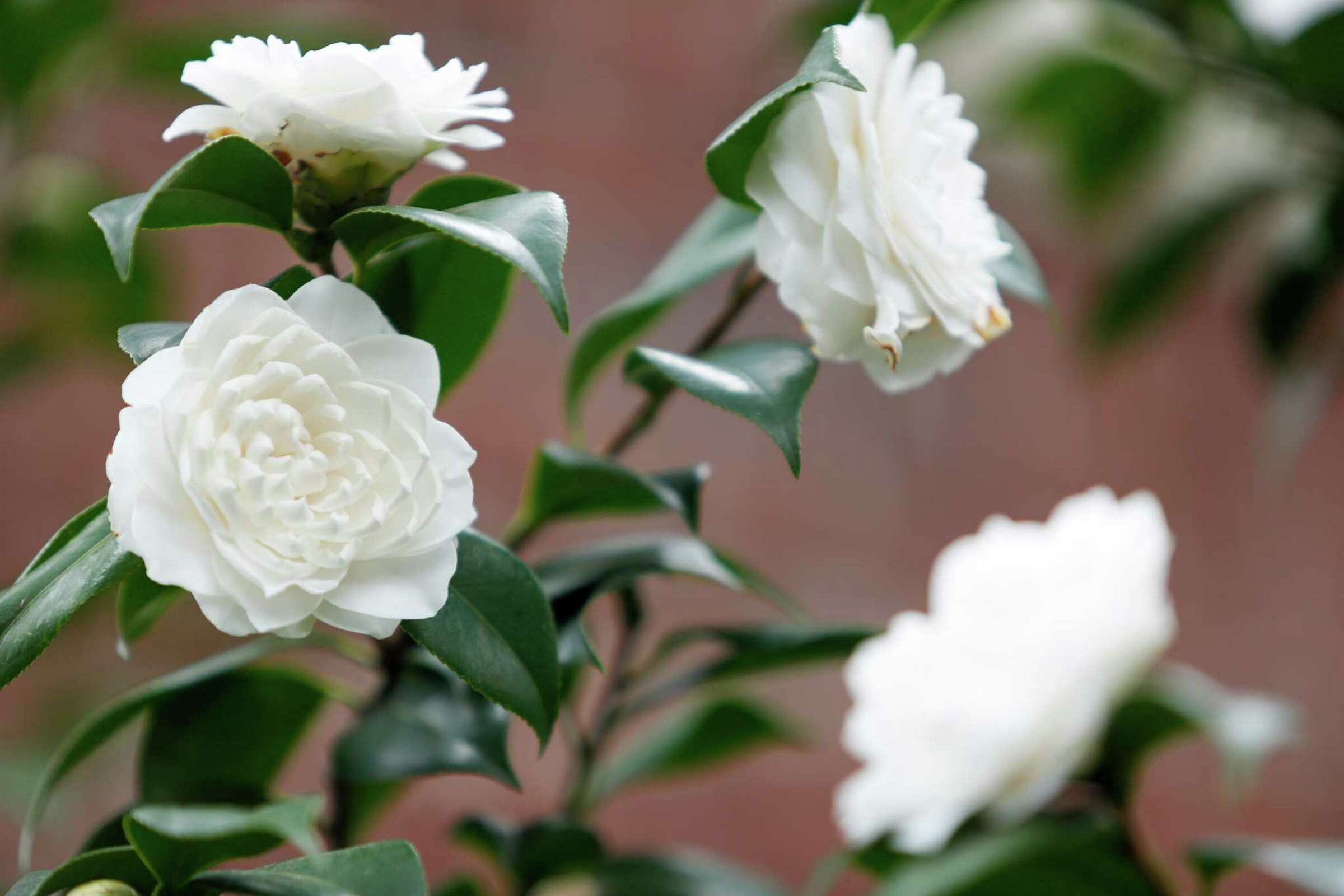 Azalea Trail is a rite of spring in Houston