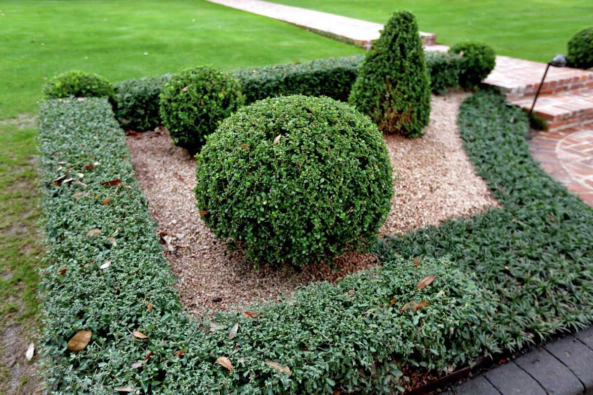 Azalea Trail is a rite of spring in Houston