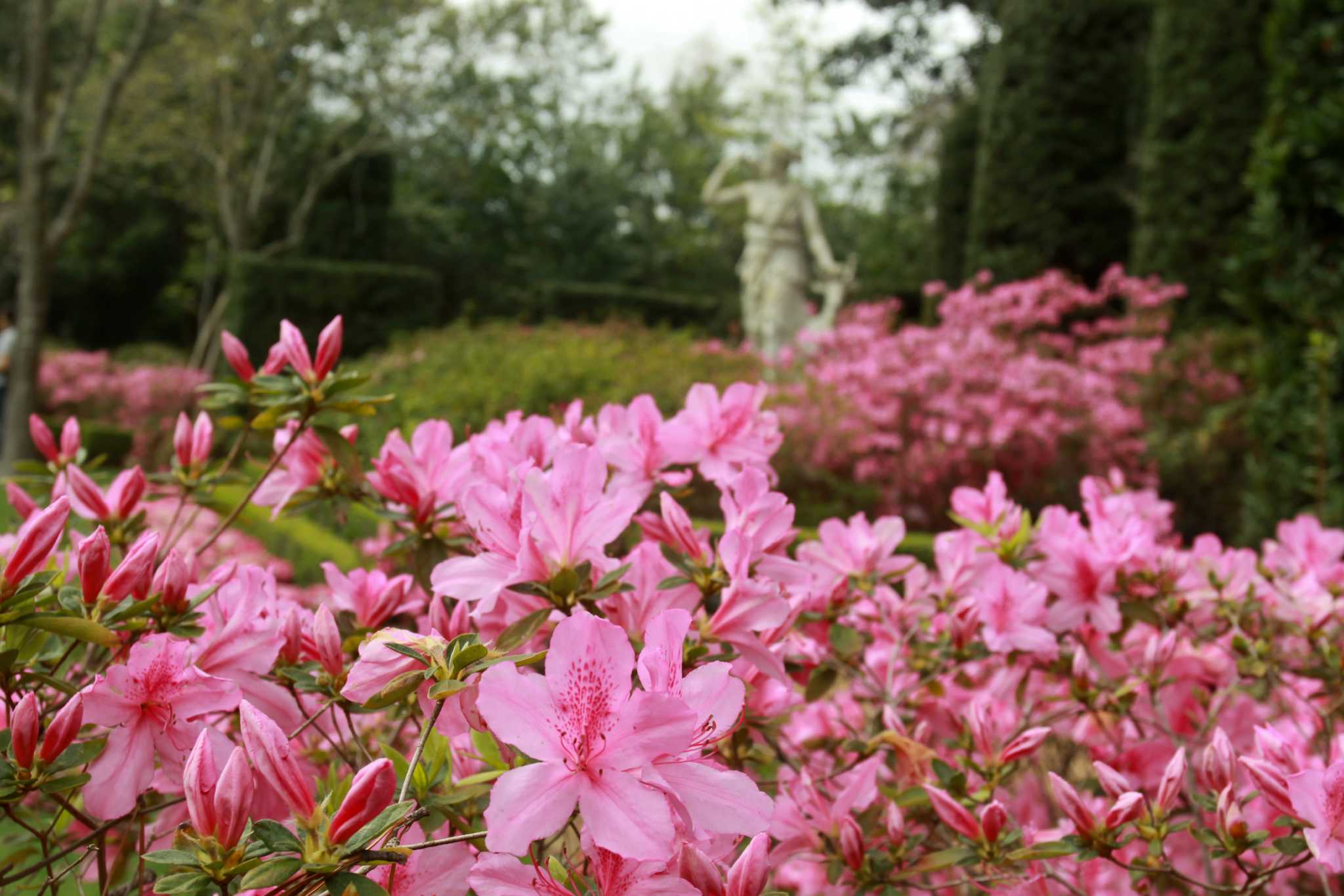 Azalea Trail is a rite of spring in Houston