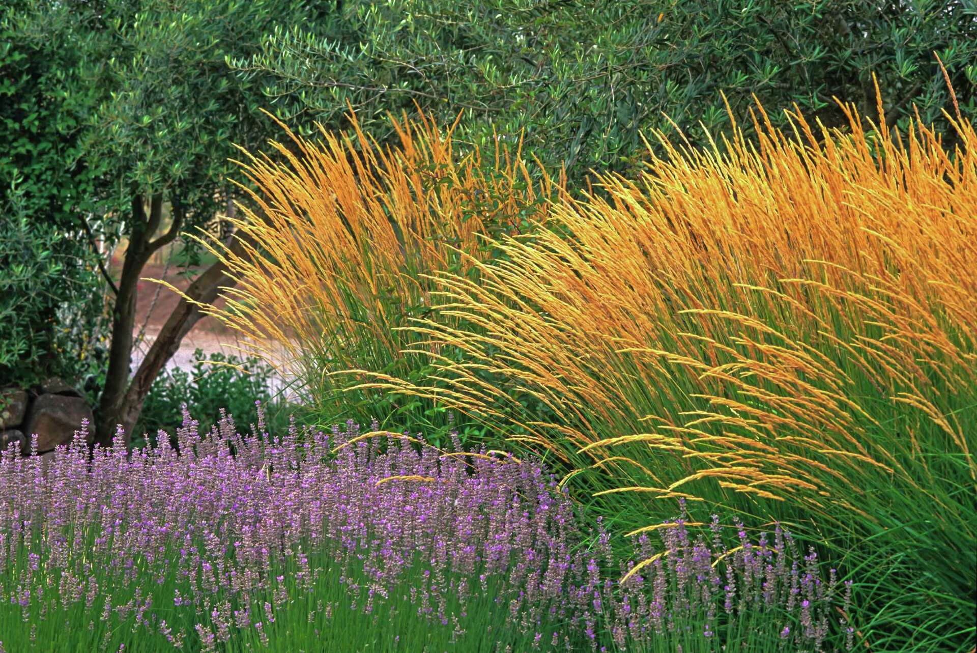 Ornamental grasses capture attention with easy beauty, easy care