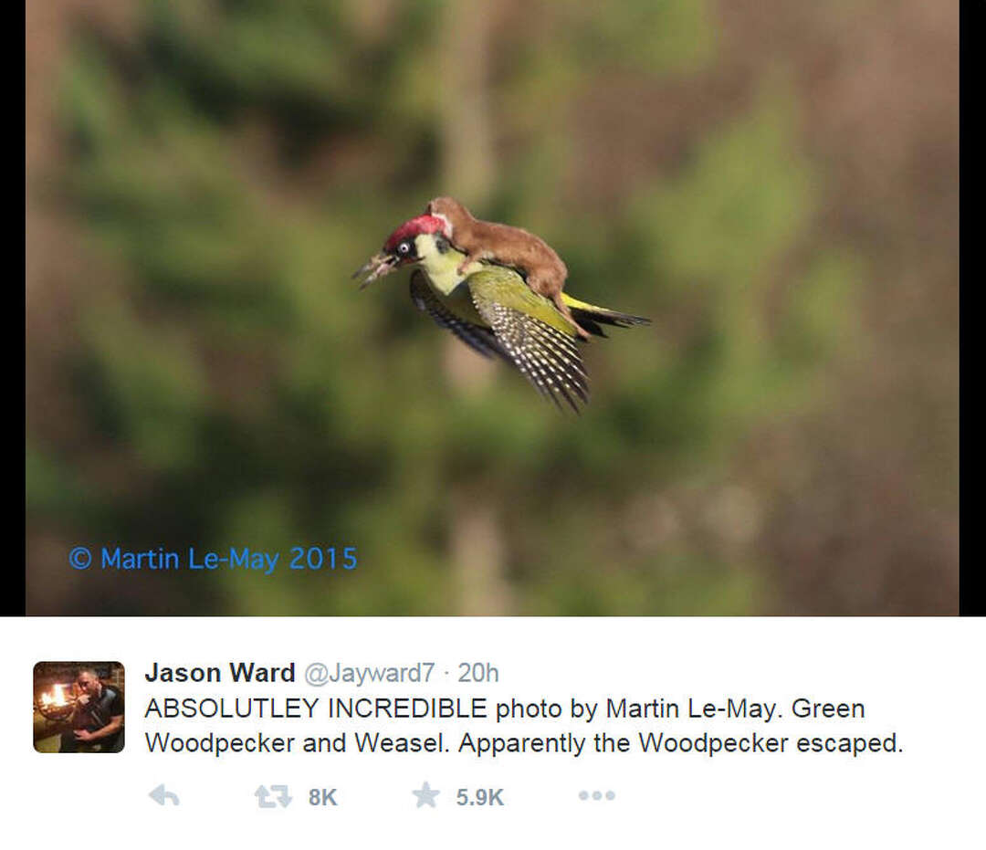 Incredible photo shows a weasel riding a woodpecker