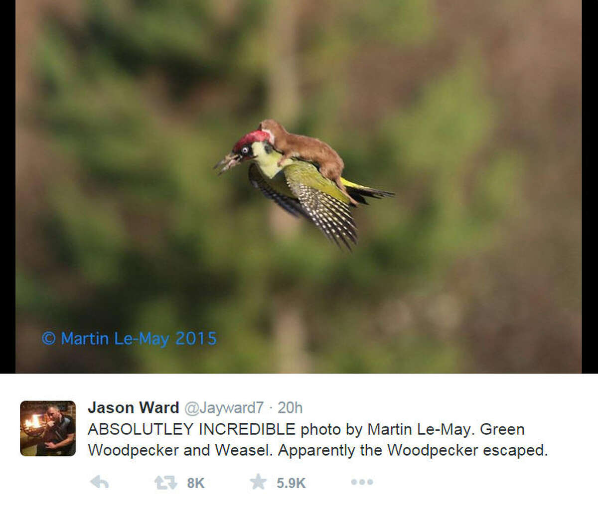Incredible photo shows a weasel riding a woodpecker