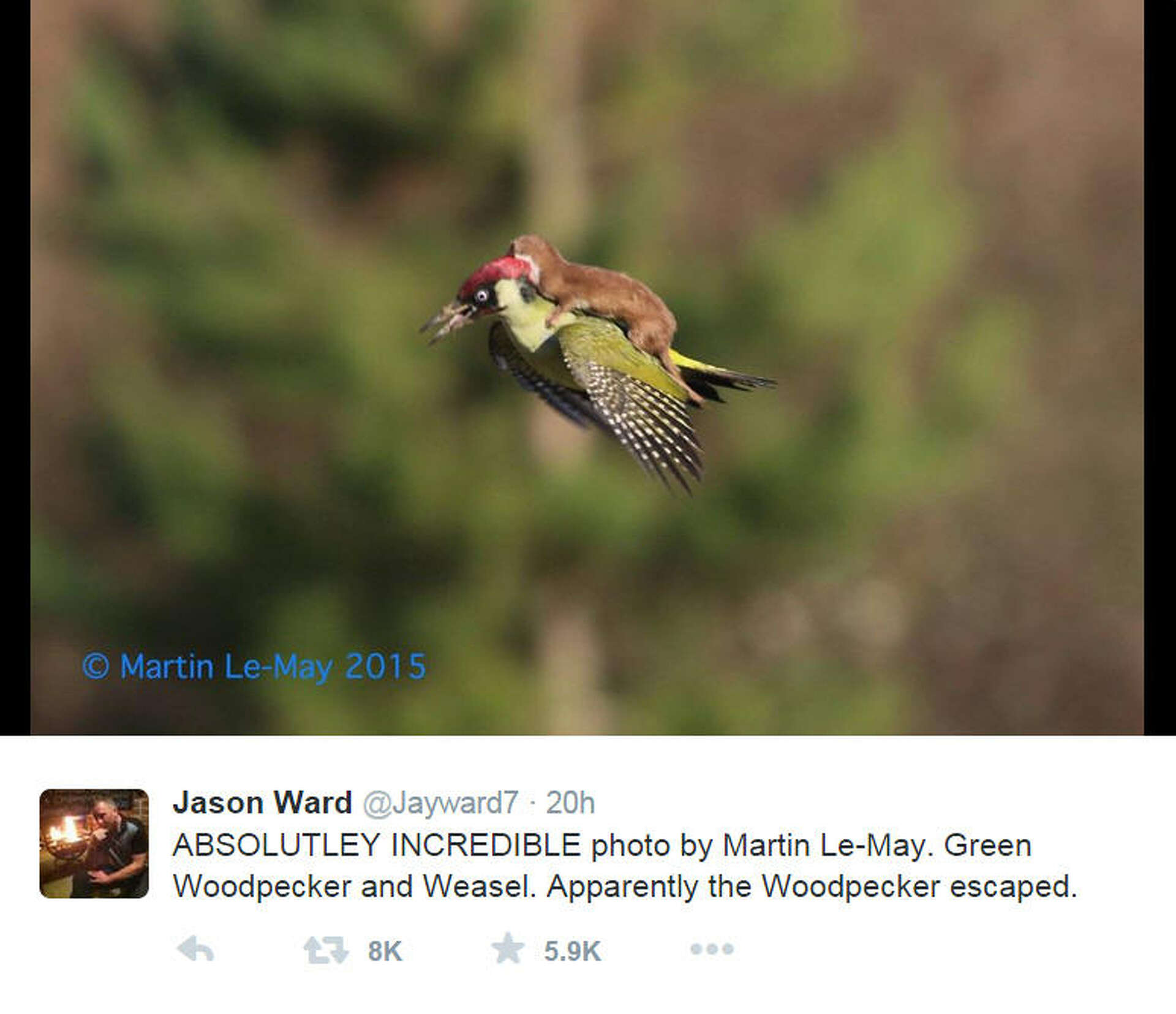 Incredible photo shows a weasel riding a woodpecker