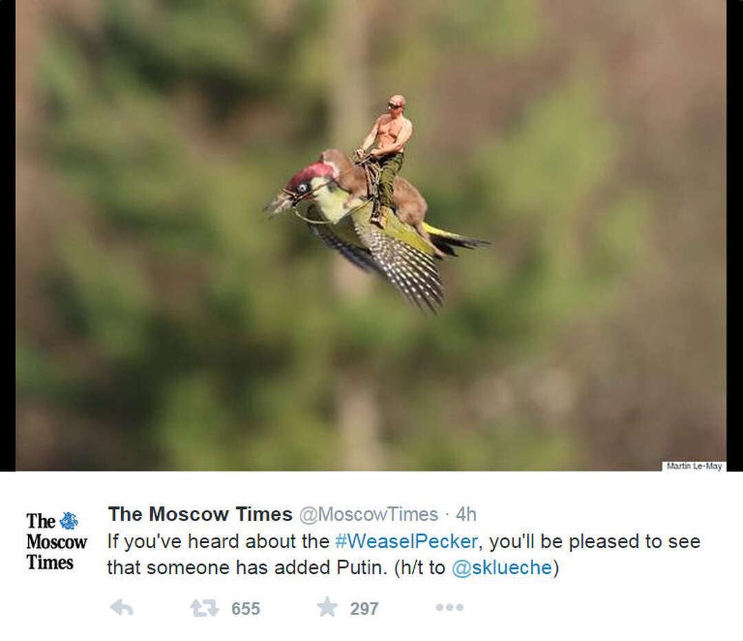 Incredible photo shows a weasel riding a woodpecker