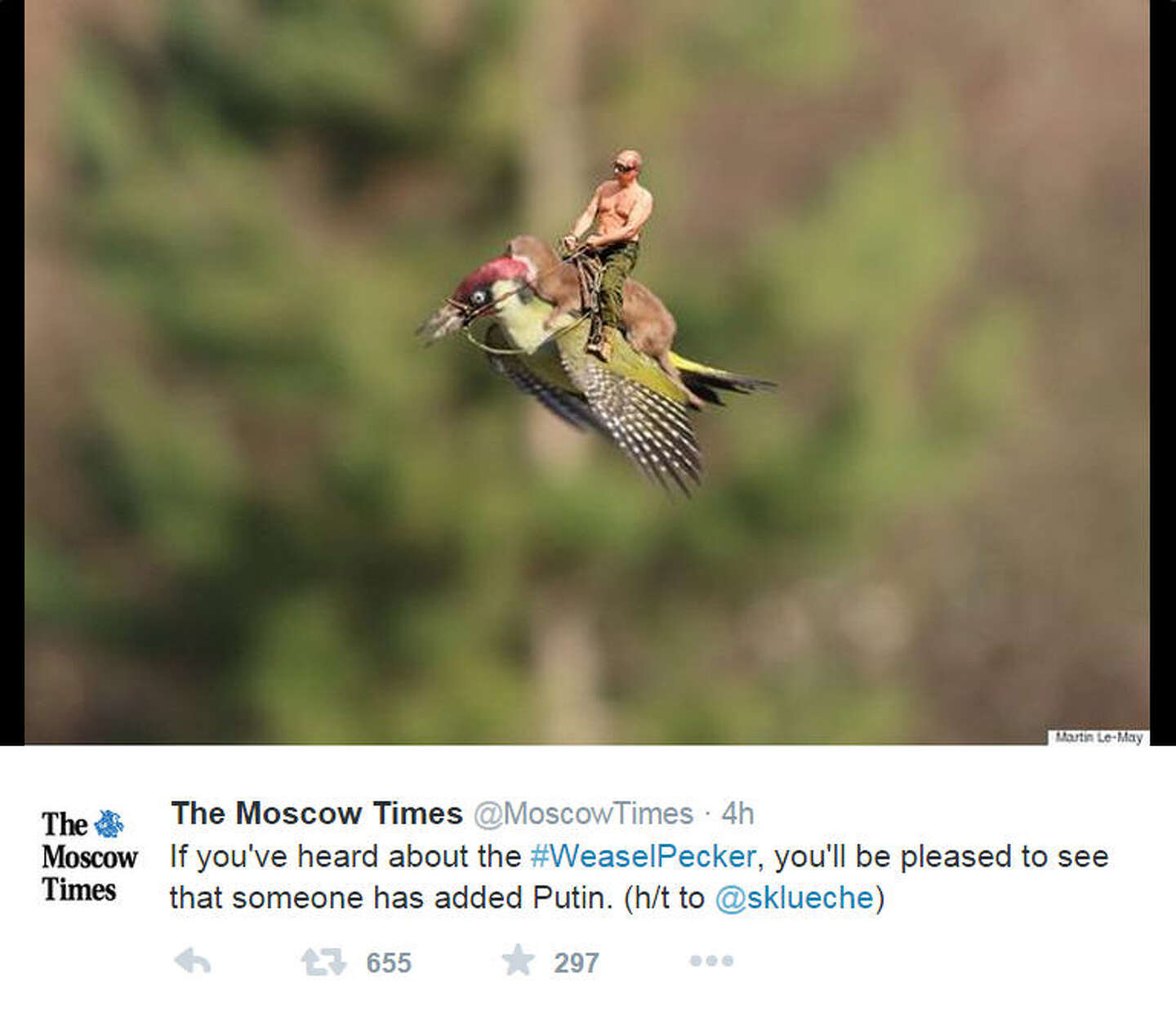Incredible photo shows a weasel riding a woodpecker