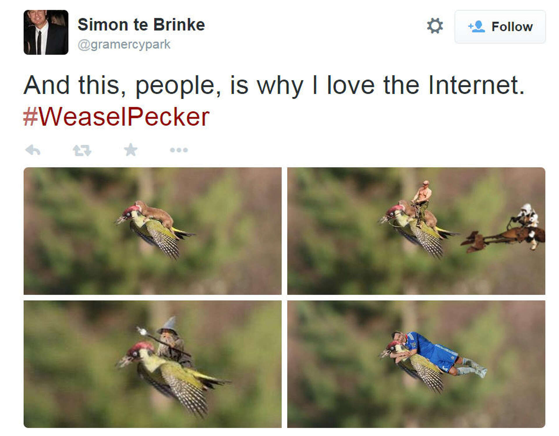 Incredible photo shows a weasel riding a woodpecker