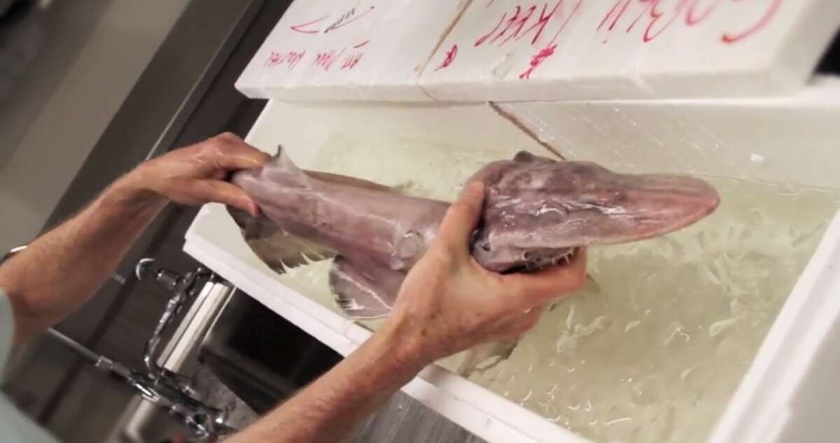 Australian scientist calls rare goblin shark 'beautiful'