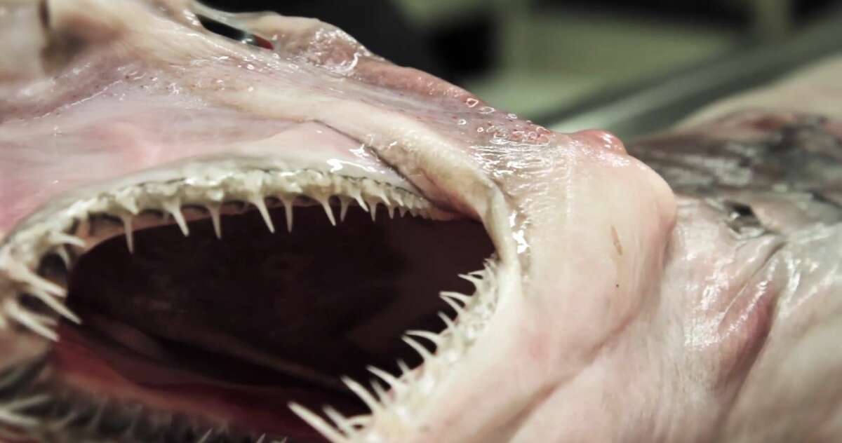 Australian scientist calls rare goblin shark 'beautiful'