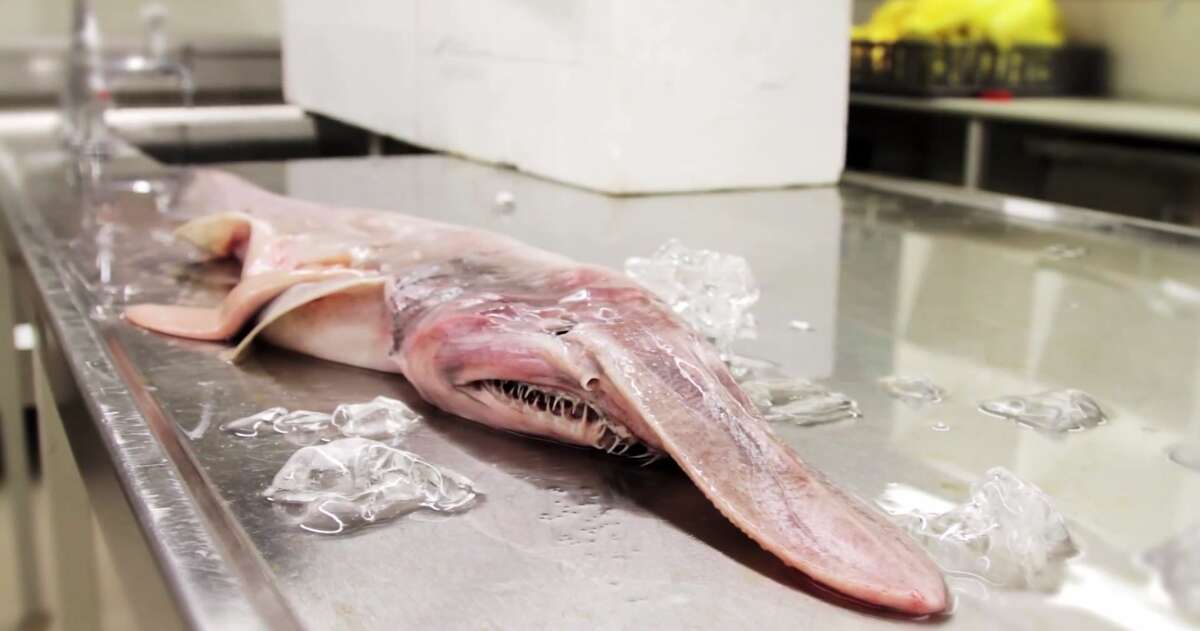 Australian scientist calls rare goblin shark 'beautiful'