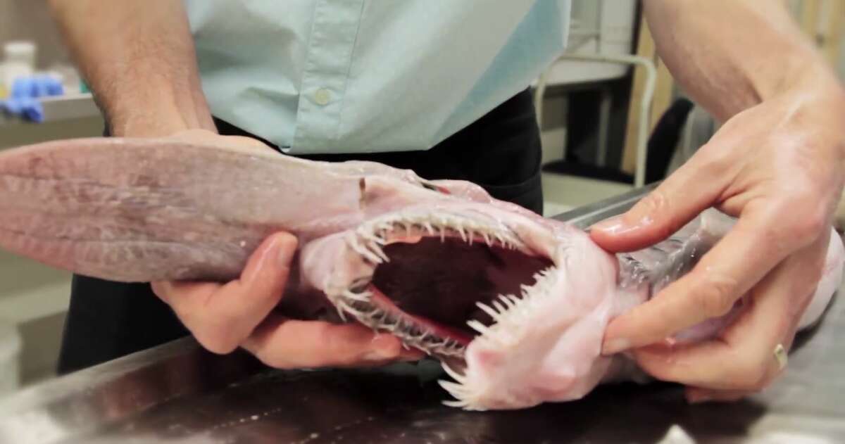 Australian scientist calls rare goblin shark 'beautiful'