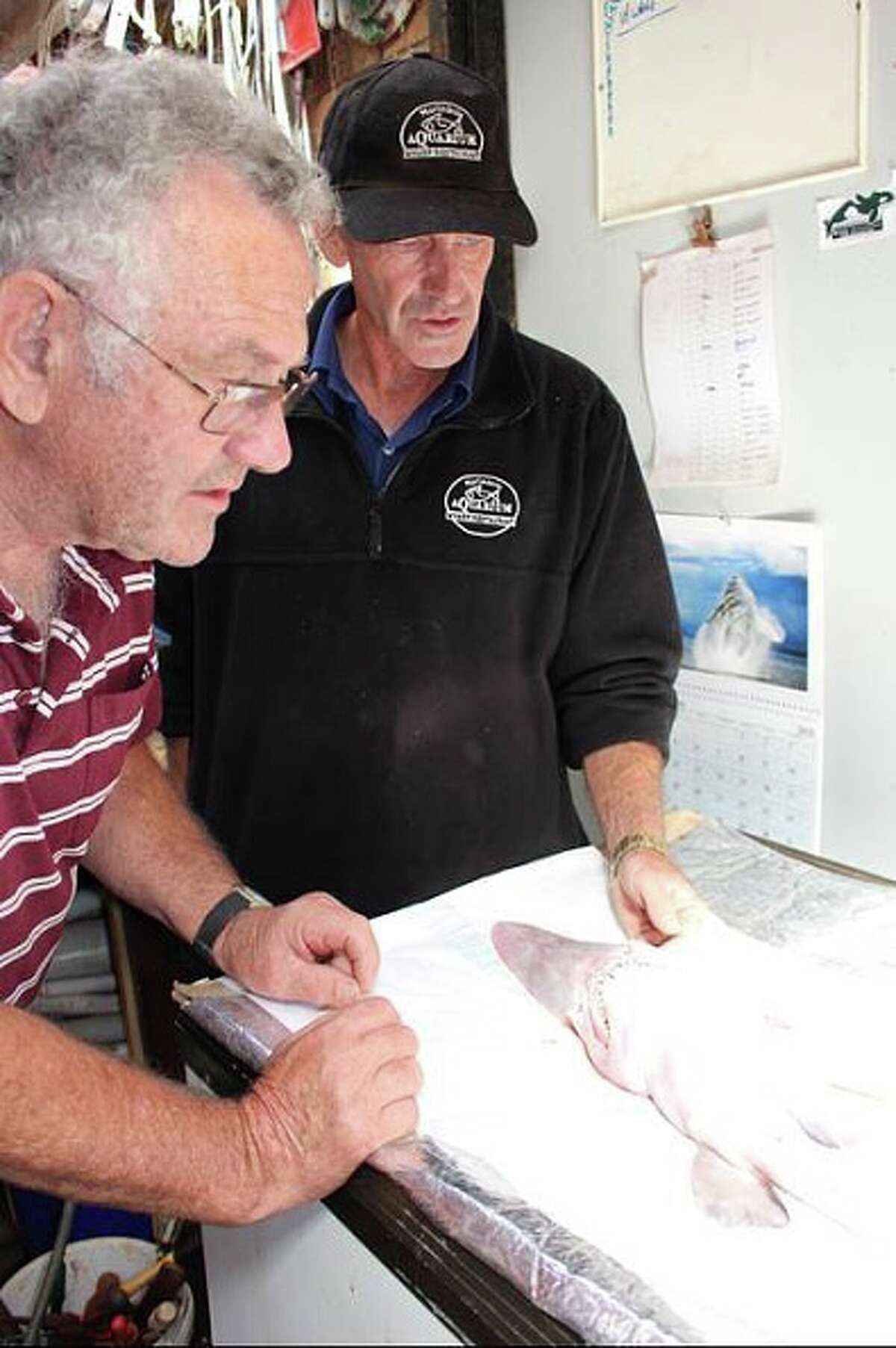Australian scientist calls rare goblin shark 'beautiful'