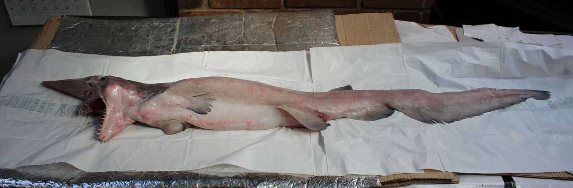 Australian scientist calls rare goblin shark 'beautiful'