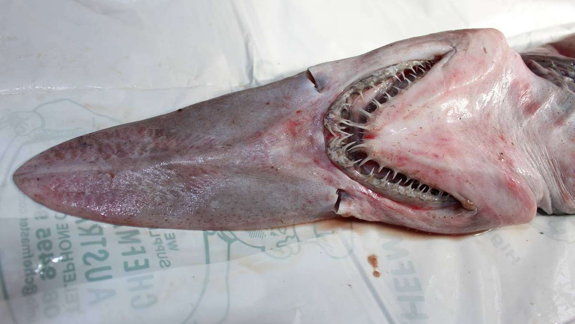 Australian scientist calls rare goblin shark 'beautiful'