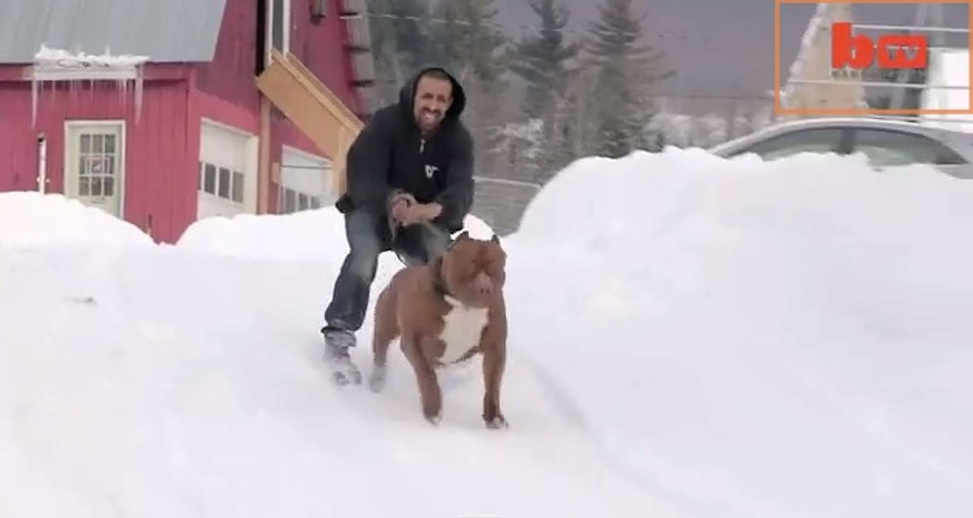 The Hulk, a ginormous 175-pound pit bull, is getting a TV show