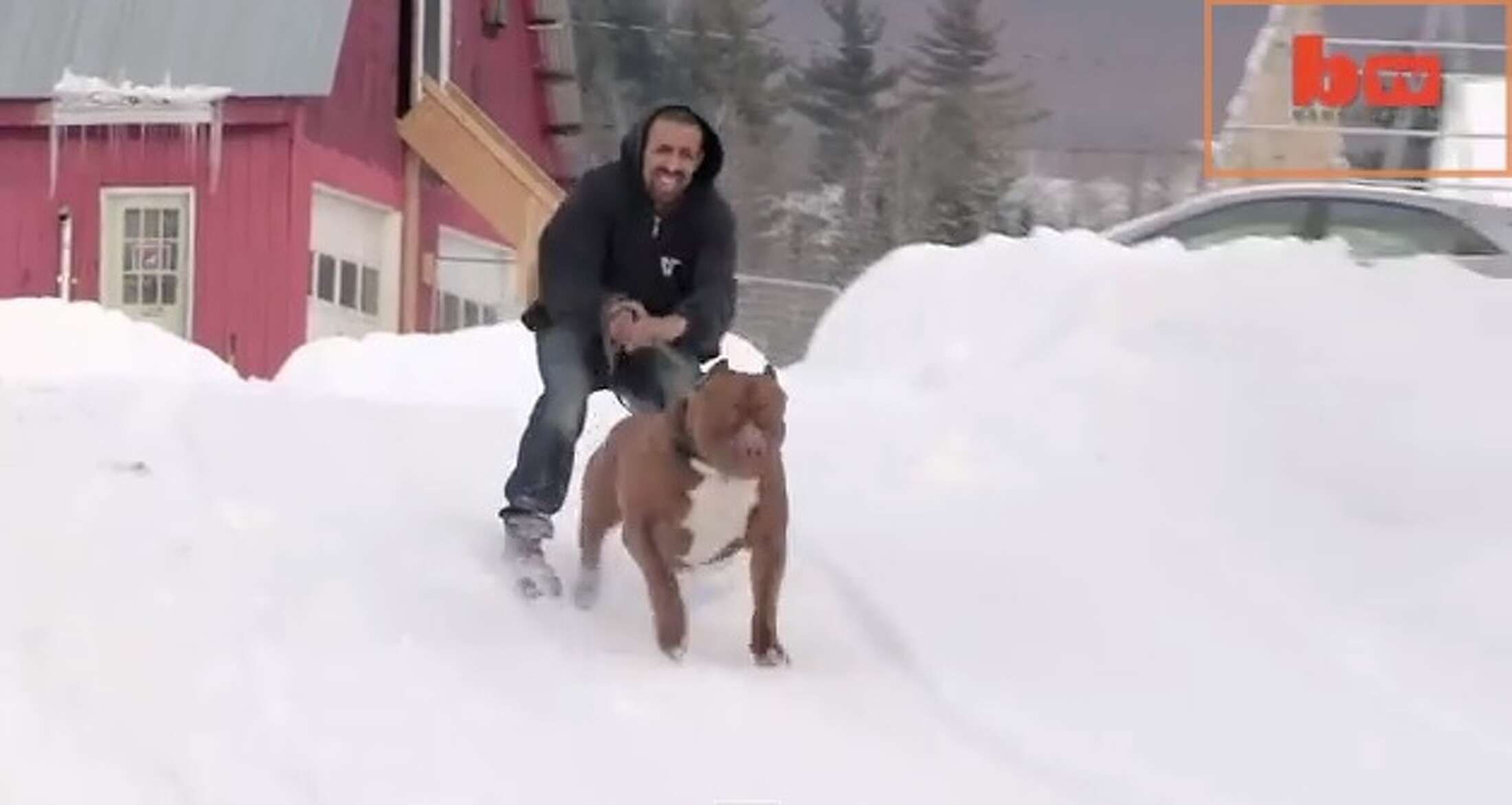 The Hulk, a ginormous 175-pound pit bull, is getting a TV show