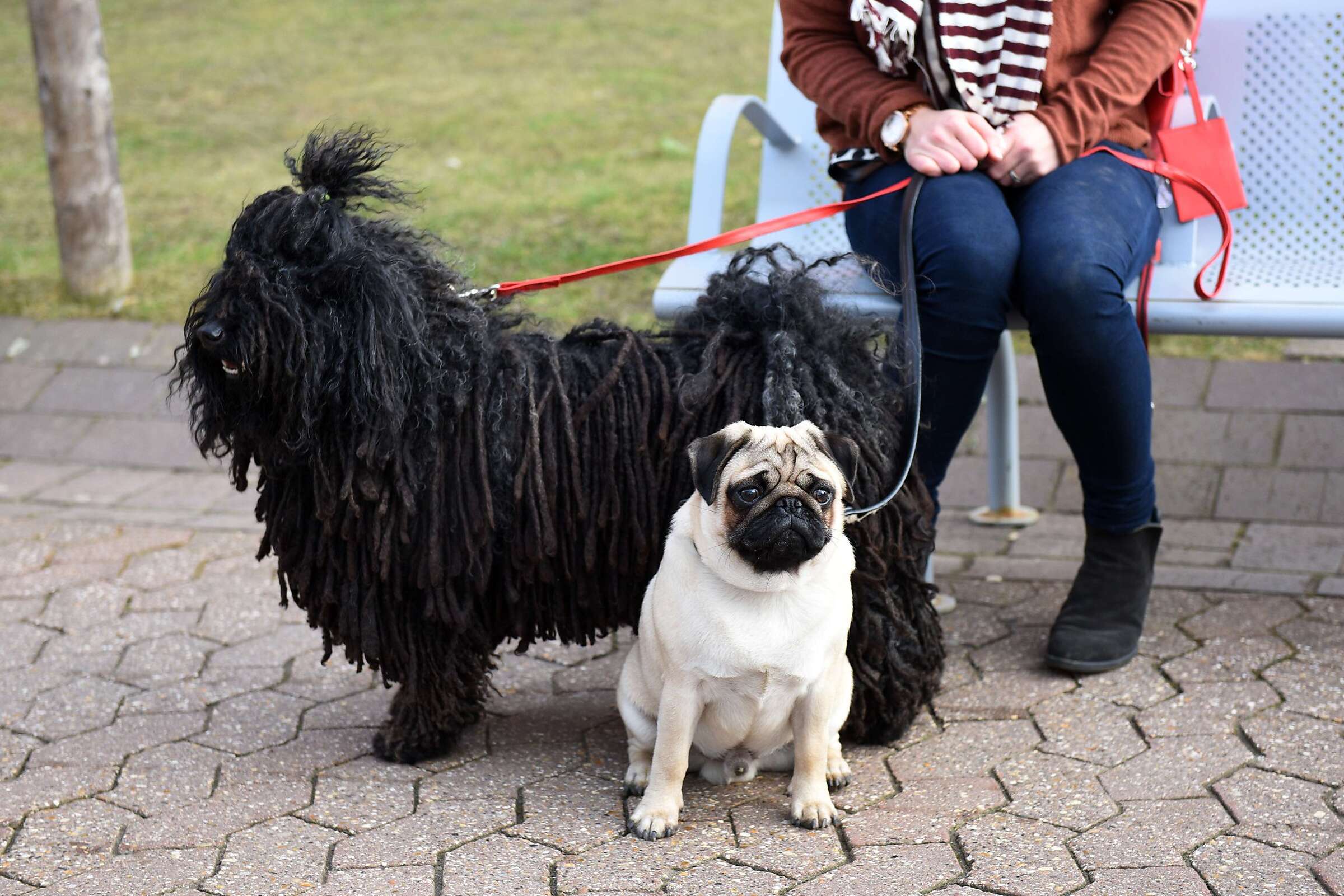 Scientists discover new shape — the 'scutoid'