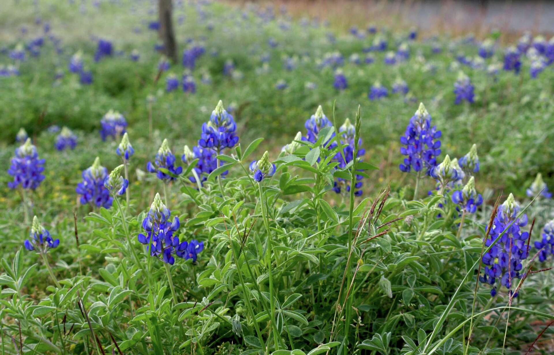 Texas' bluebonnet season is in full bloom