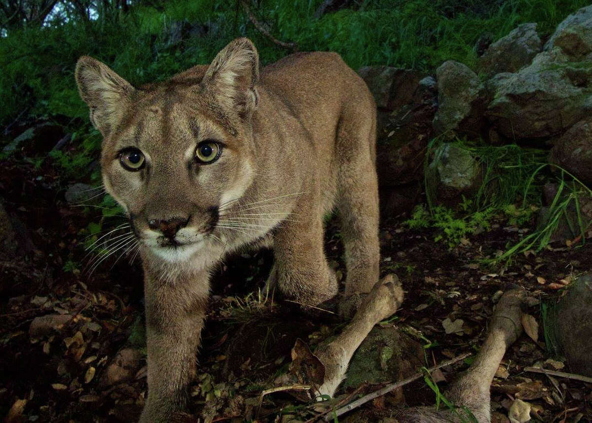 Mountain lions captured eating a deer in amazing remote-camera photos
